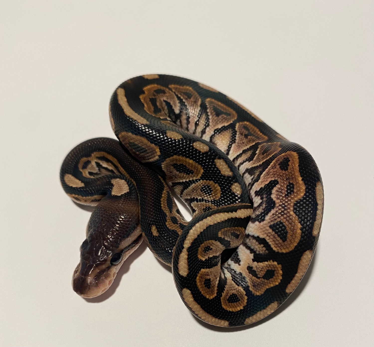 Cinnamon Het Ultramel Ball Python by Just Cos Reptiles - MorphMarket