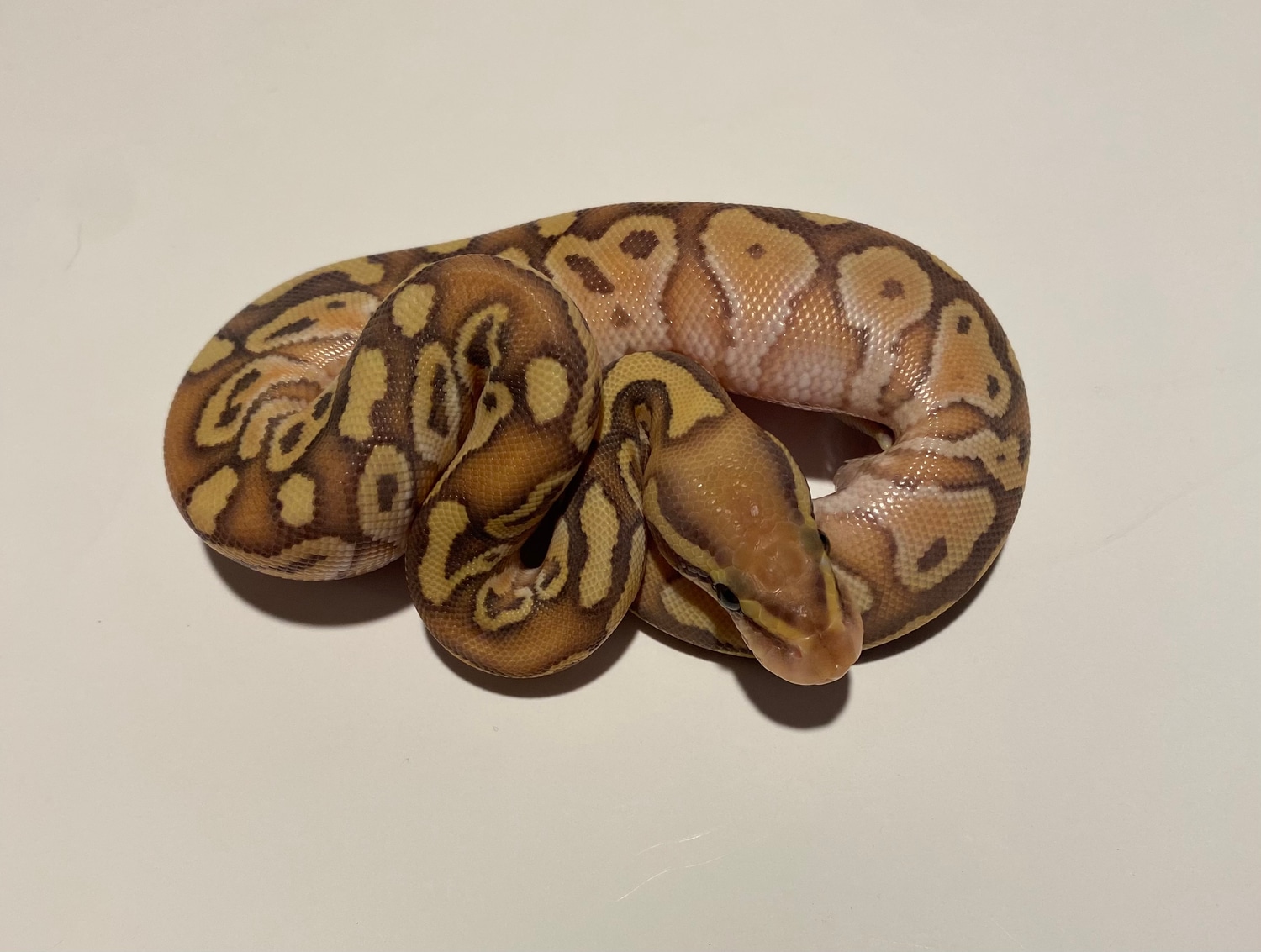 Banana Lesser Ball Python by Just Cos Reptiles - MorphMarket