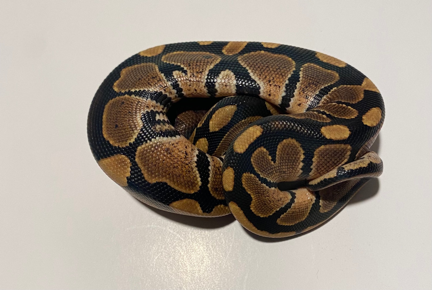 Normal Het Ultramel Ball Python by Just Cos Reptiles - MorphMarket
