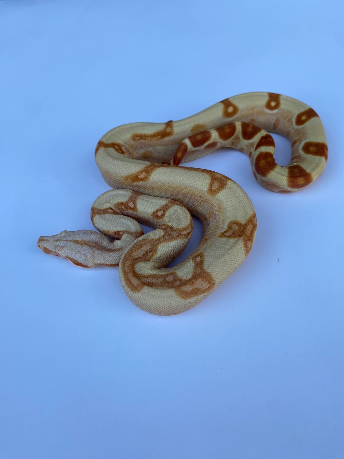 Sharp Sunglow Jungle Boa Constrictor by Just Cos Reptiles - MorphMarket
