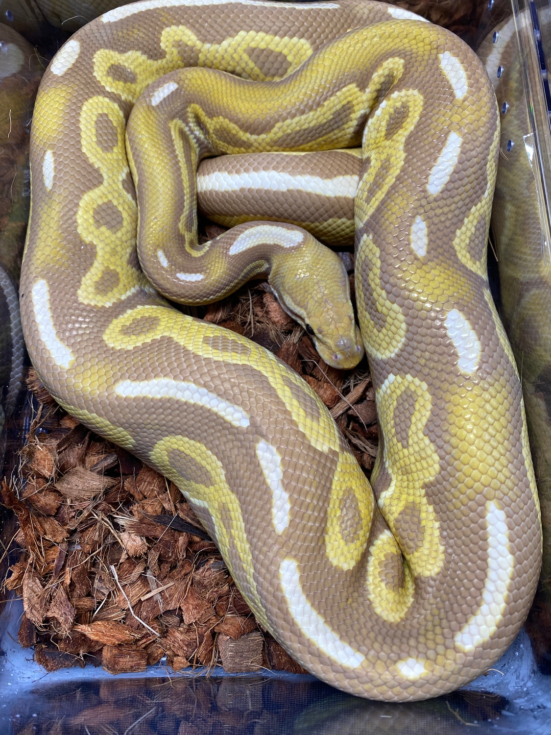 Cinnamon Ultramel Ball Python by Just Cos Reptiles - MorphMarket