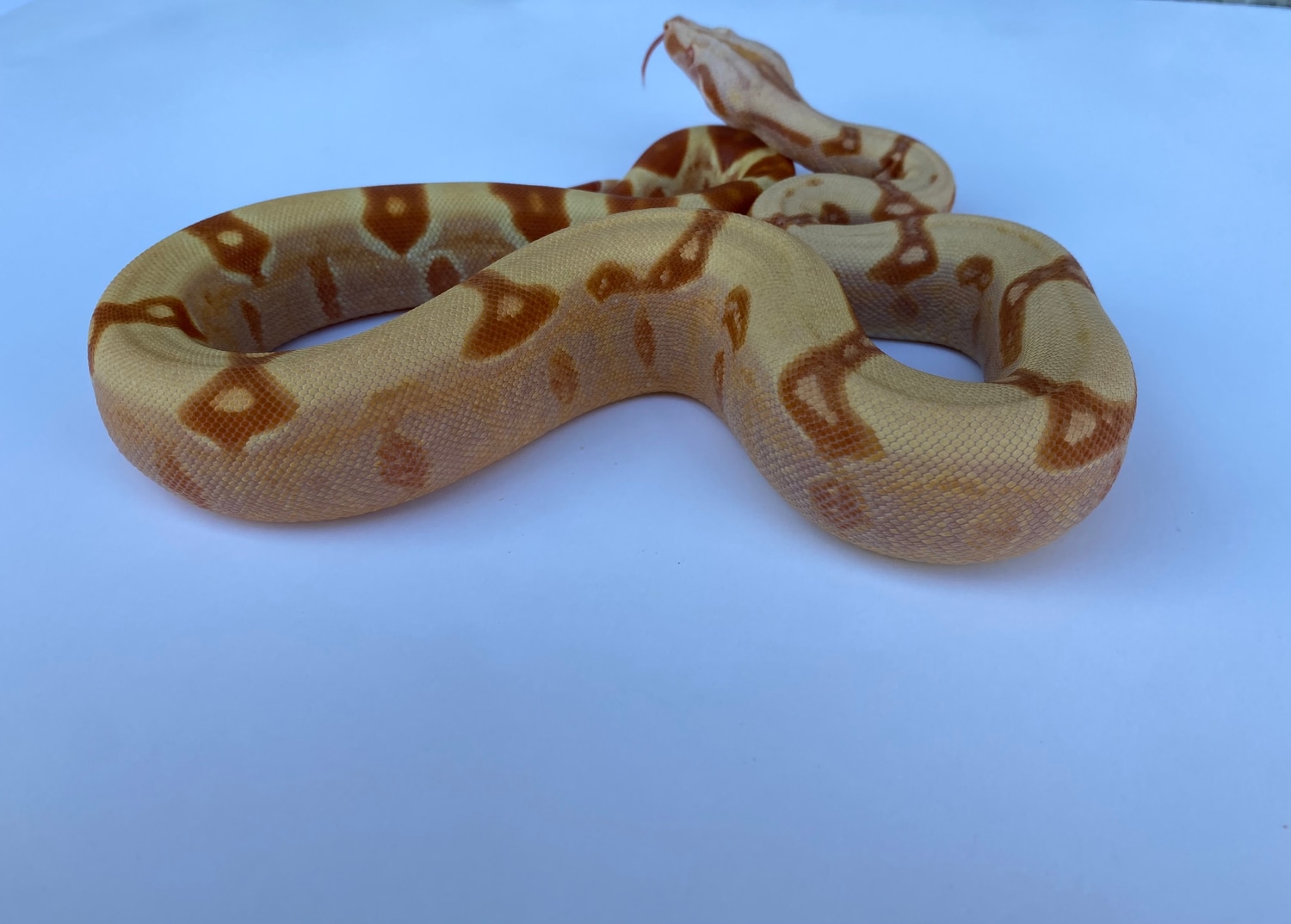 Sharp Sunglow Jungle Boa Constrictor by Just Cos Reptiles - MorphMarket