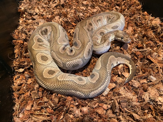 Proven Female Phantom Clown Ball Python by Just Cos Reptiles