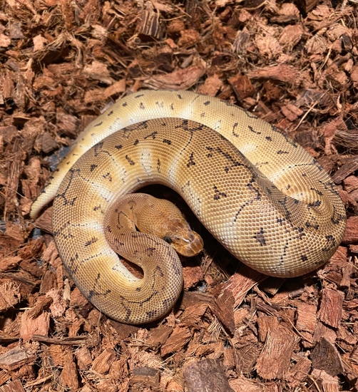 Pinstripe Clown Ball Python by Just Cos Reptiles