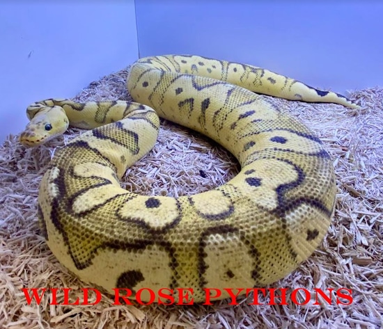Firefly Clown Female Ball Python by Wild Rose Pythons