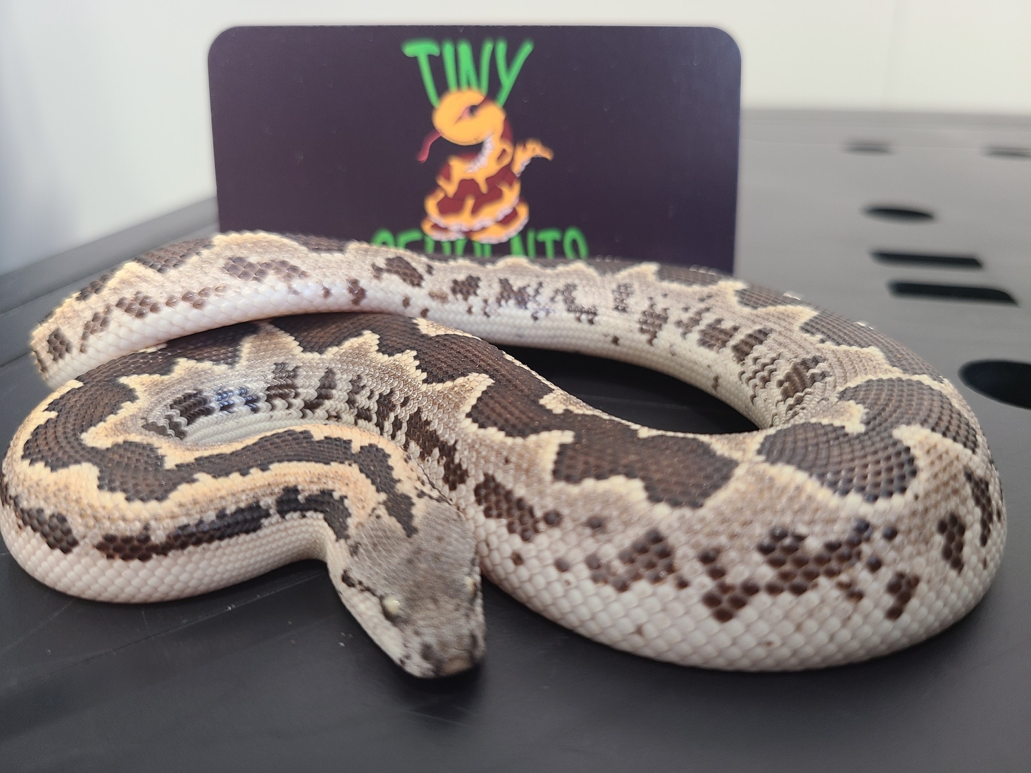 Rough-Scaled Sand Boa by Tiny Serpents - MorphMarket