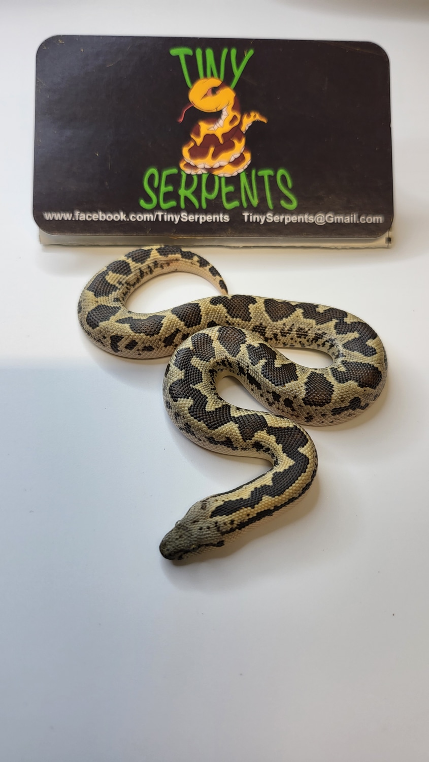 Rough-Scaled Sand Boa by Tiny Serpents - MorphMarket
