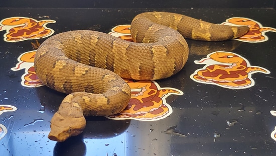 Viper Boa Boa Constrictor by Tiny Serpents