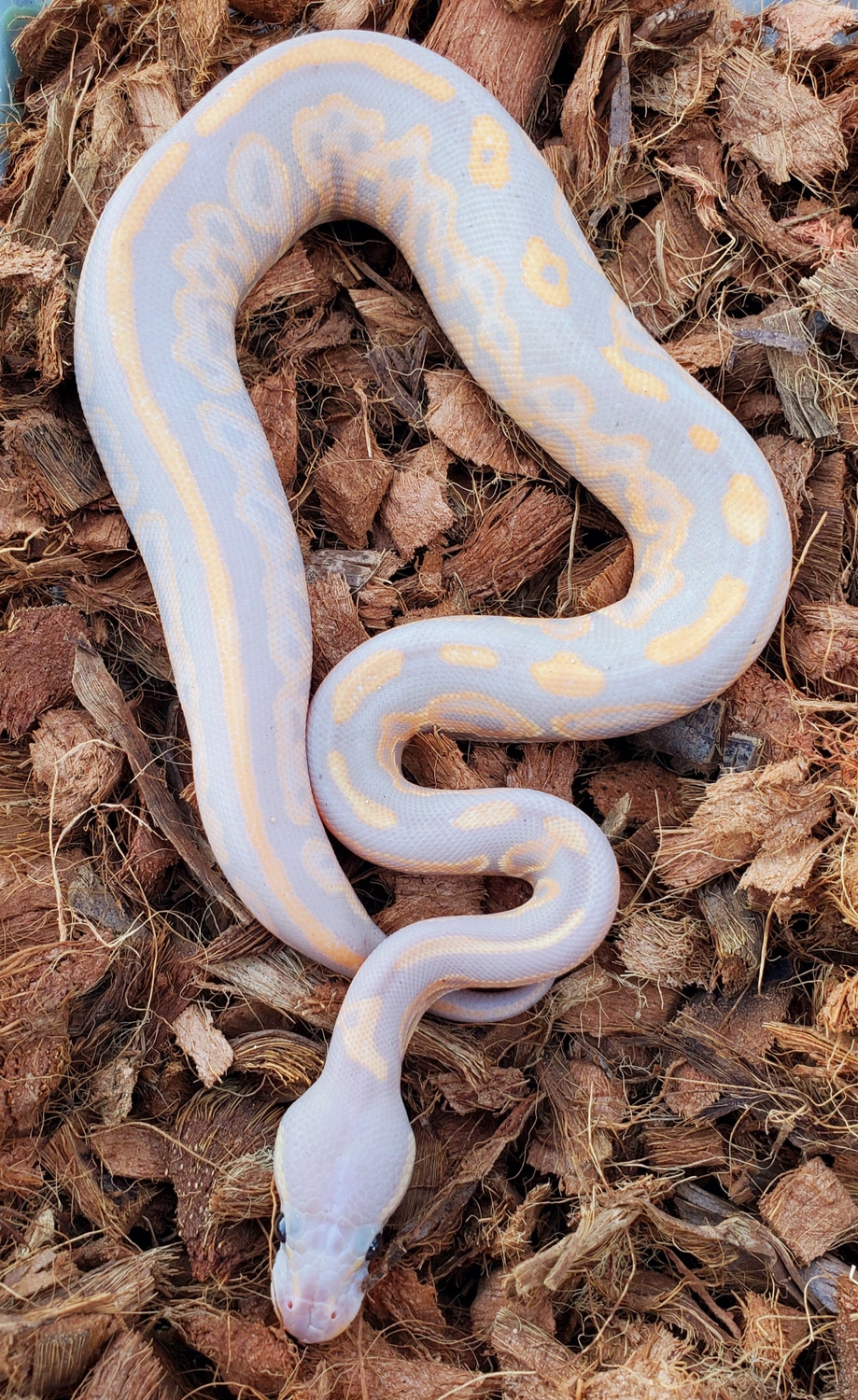 Banana Black Pastel Yellowbelly Poss Orangedream Het Ghost Poss Visual Ghost Ball Python by ...