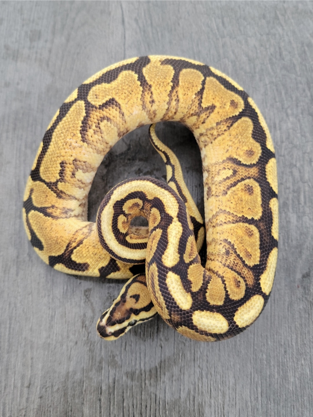 Redstripe Spotnose Yellowbelly Fire Het Clown Ball Python by Armless ...