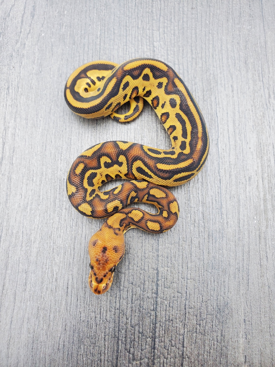 Cypress Leopard Clown (Pos Fire) Ball Python by Armless Angels LLC ...