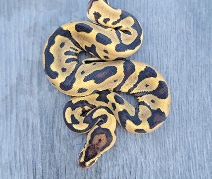 Orangedream Yellowbelly Leopard Blade Clown Ball Python by Armless ...