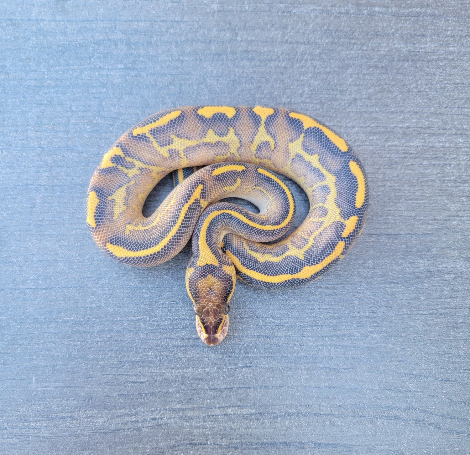 Leopard Highway Ball Python by Armless Angels LLC - MorphMarket