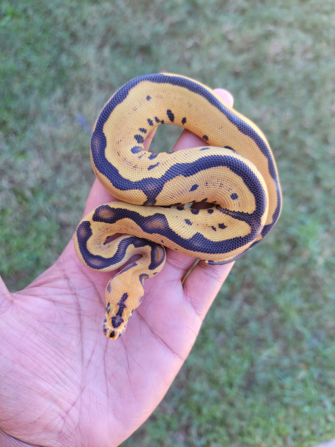 Leopard Fire Clown Ball Python by Armless Angels LLC - MorphMarket
