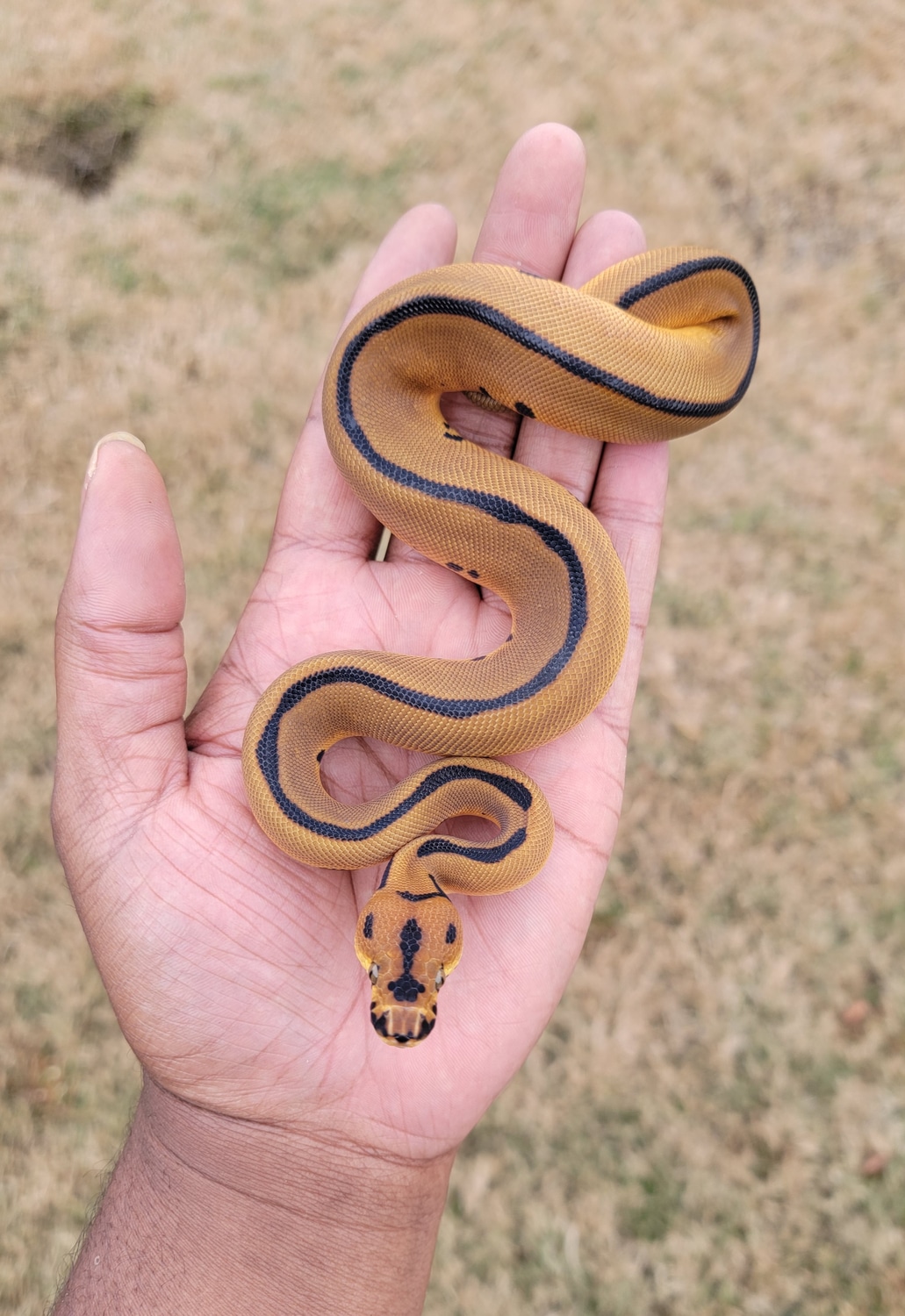 Orangedream Yellowbelly Leopard Blade Clown Ball Python by Armless Angels LLC - MorphMarket