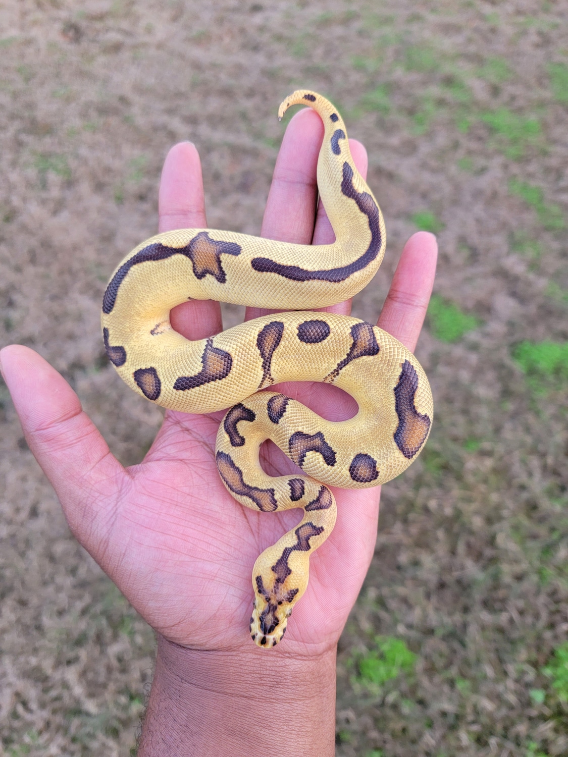 Leopard Enchi Fire Blade Clown Ball Python by Armless Angels LLC ...