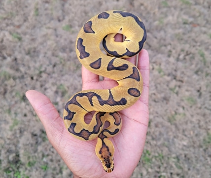 Orangedream Yellowbelly Leopard Blade Clown Ball Python by Armless ...