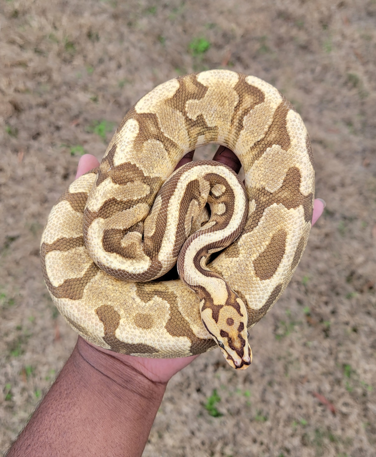 Orangedream Enchi Fire Yellowbelly Spotnose Het Clown Ball Python by ...