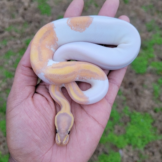 Banana Yellowbelly Hypo Pied Ball Python by Armless Angels LLC