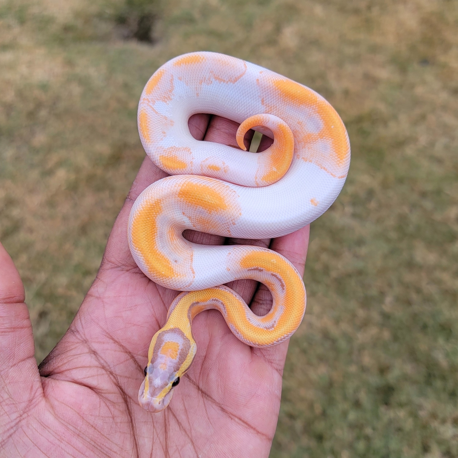 Super Orangedream Enchi Yellowbelly Banana Hypo Pied Ball Python by ...