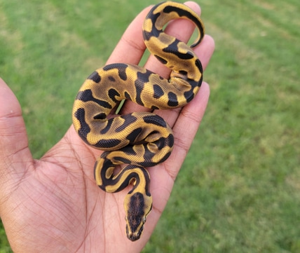 Super Orangedream Enchi Yellowbelly Banana Hypo Pied Ball Python by ...
