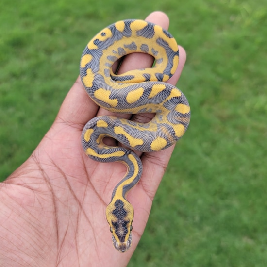 Leopard Super Enchi Super Gravel Ball Python by Armless Angels LLC