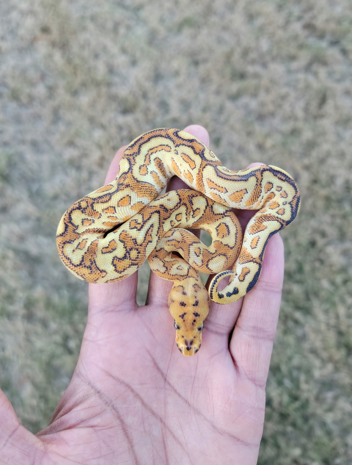 Cypress Redstripe Spotnose Yellowbelly Clown Ball Python by Armless ...