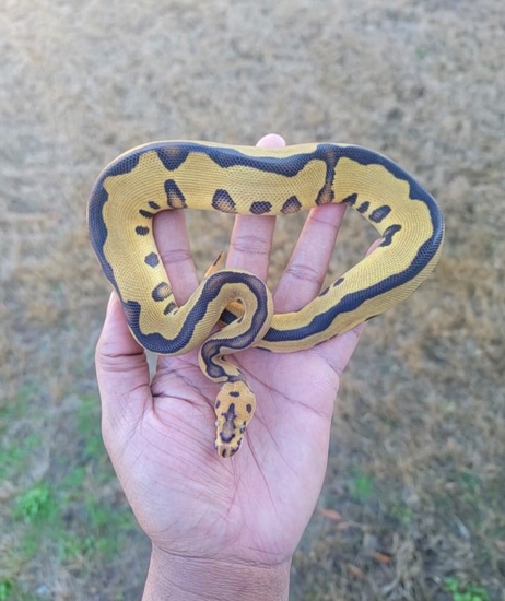 Leopard Orangedream Pos Yellowbelly Clown Ball Python by Armless Angels LLC