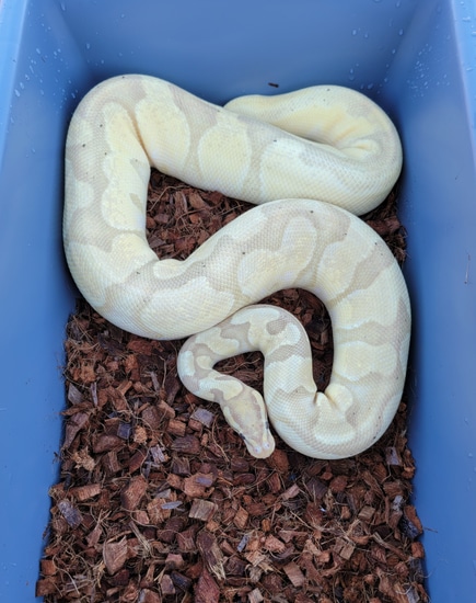 Orangedream Yellowbelly Banana Fire Het Pied Ball Python by Armless ...