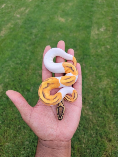 Orangedream Enchi Hypo Pied Ball Python by Armless Angels LLC