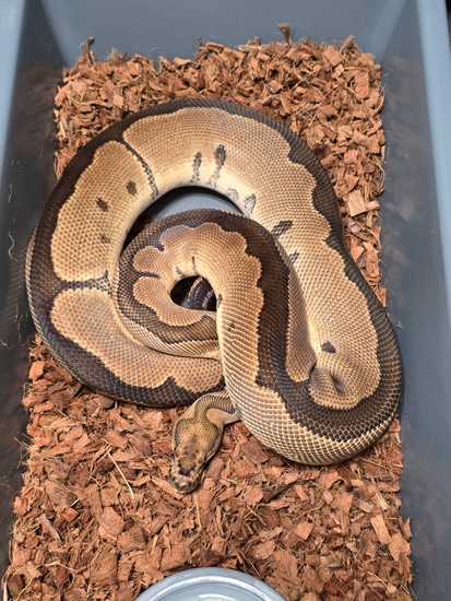 Adult Proven Blade Clown Ball Python by Armless Angels LLC
