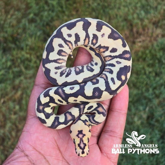 Spotnose Fire Yellowbelly Desert Ghost Clown Ball Python by Armless ...