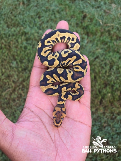 Yellowbelly Clown Het Desert Ghost Ball Python by Armless Angels LLC