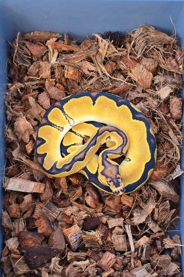 Super Orangedream Enchi (Yellowbelly) Clown Ball Python by Armless ...