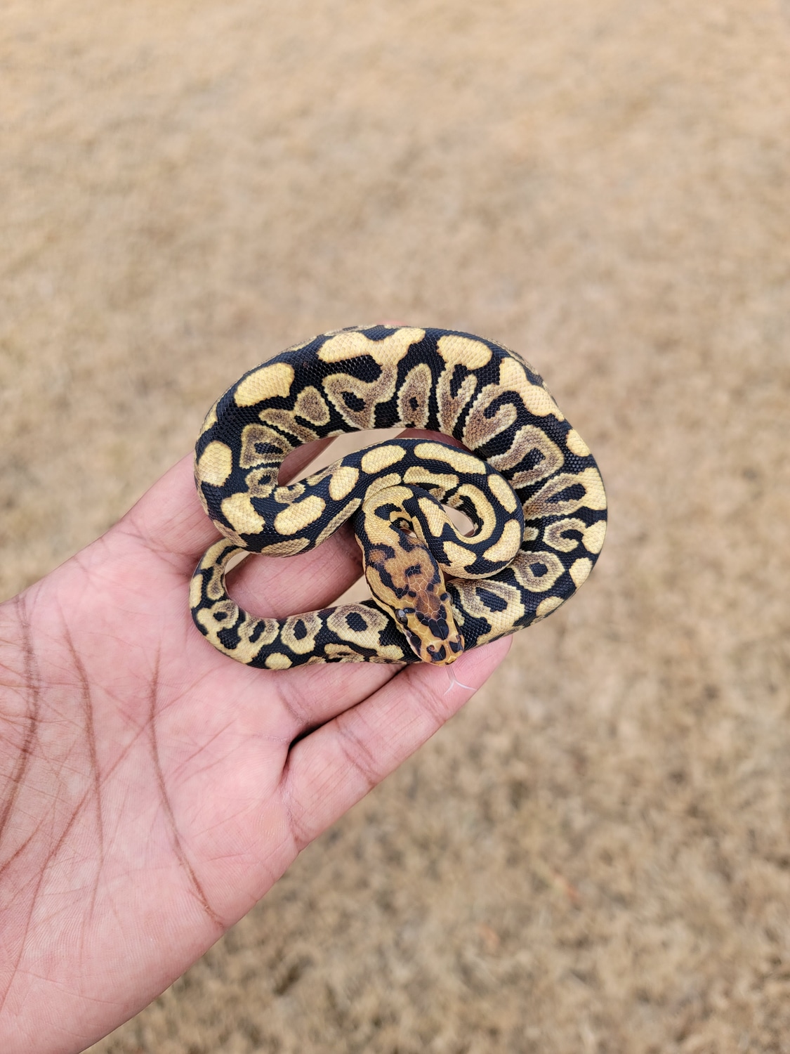 Spotnose Fire Crypton het Desertghost