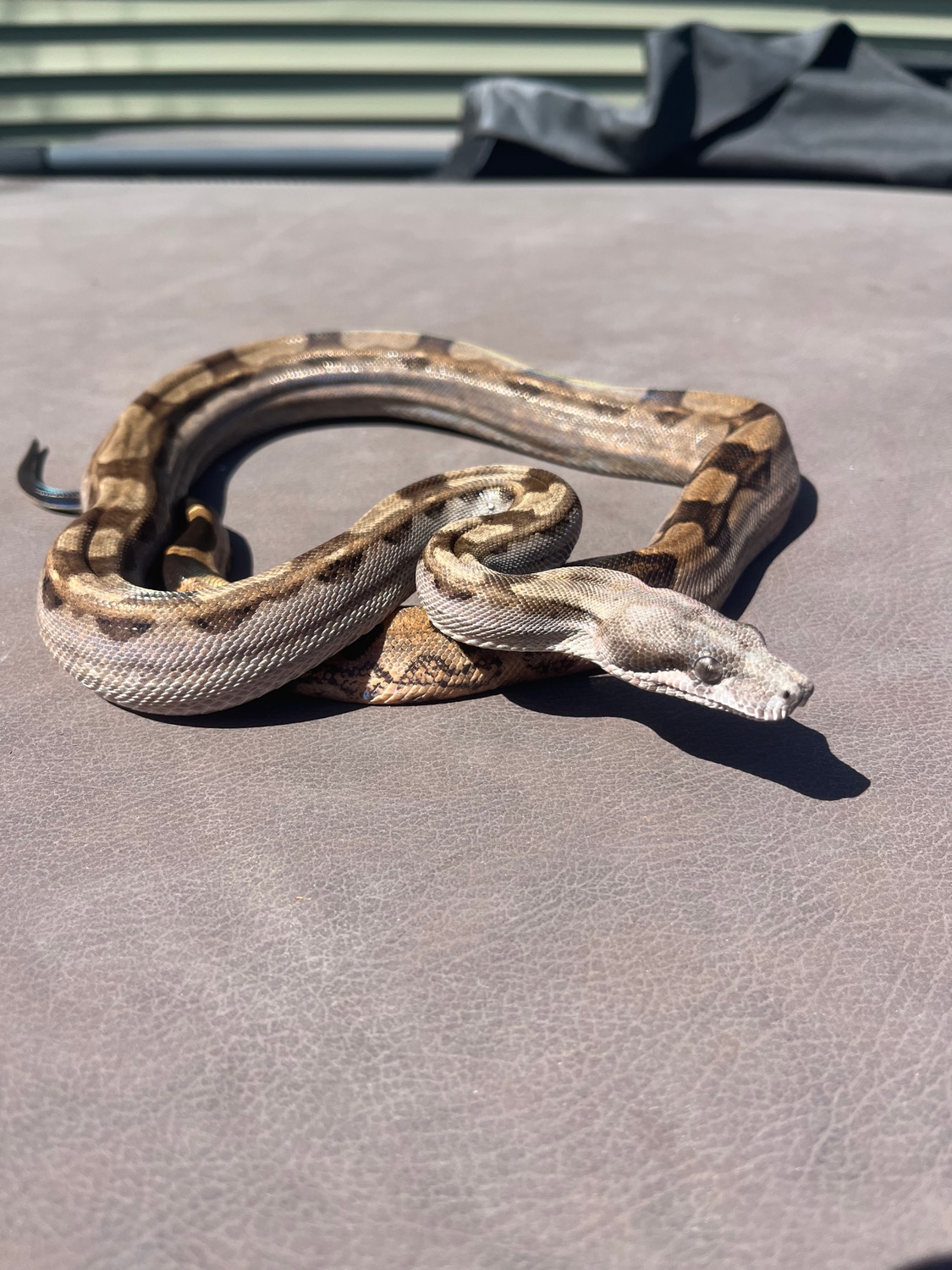 Motley DH Red Dragon Lipstick Line Poss Jungle Boa Constrictor by ...