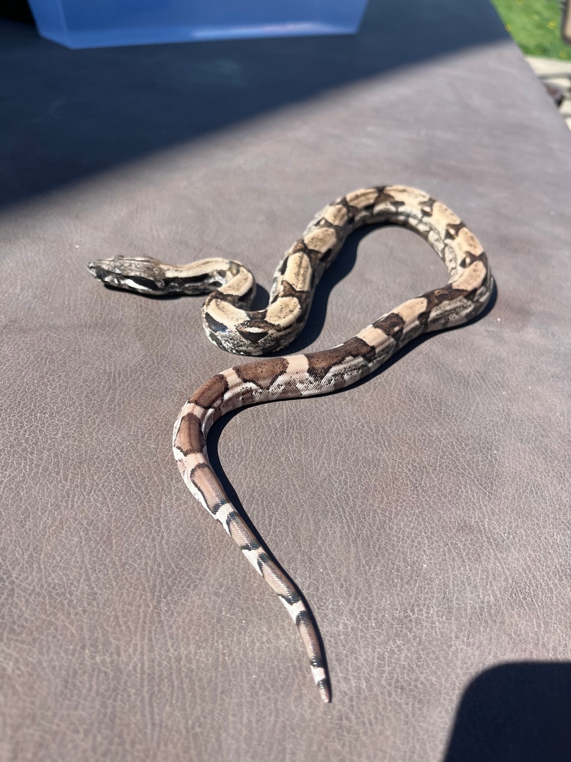 Ghost IMG Boa Constrictor by Rhacaesthetics - MorphMarket