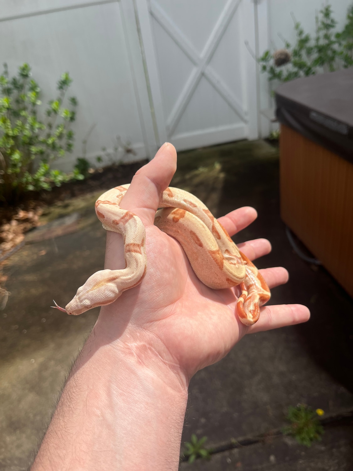 Orangasm Gamma Green Keywest VPI Sunglow 66% Het Anery Boa Constrictor ...