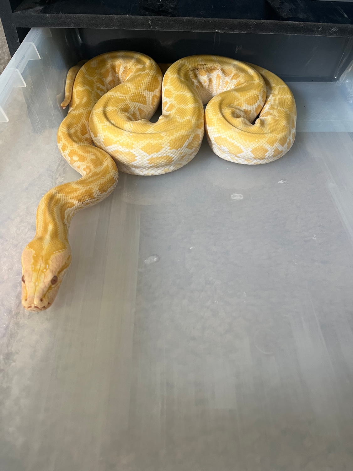 Pearl Burmese Burmese Python by Beyond Creation Boas - MorphMarket