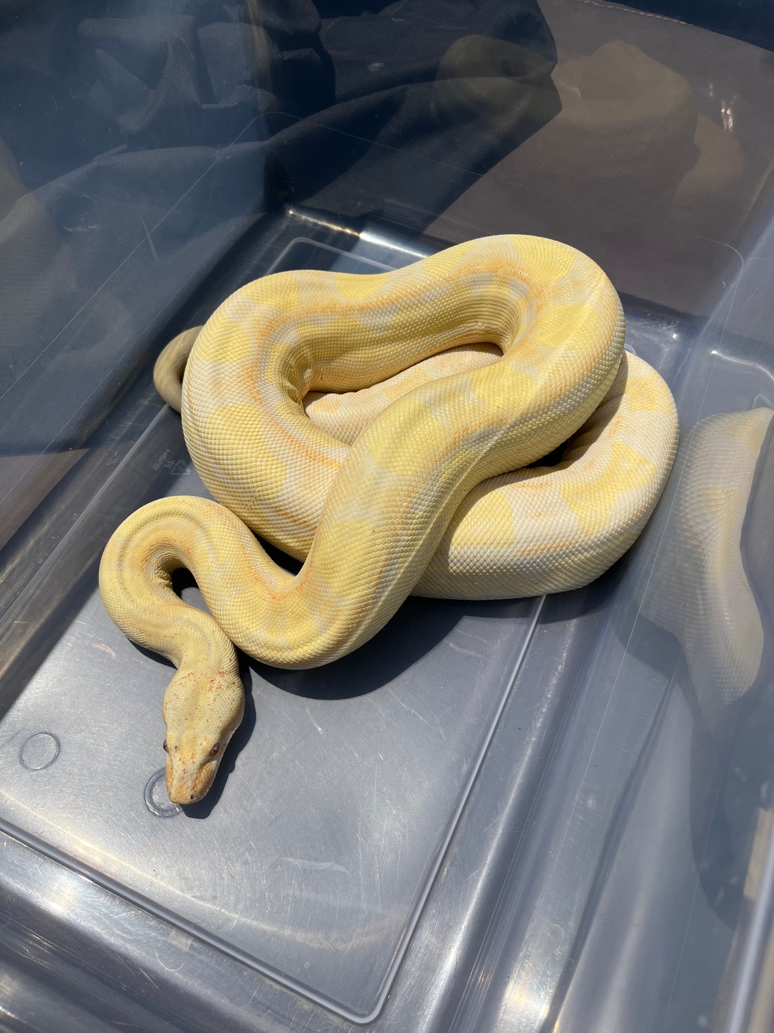 Kahl Albino Motley Boa Constrictor by Gecko Pride - MorphMarket