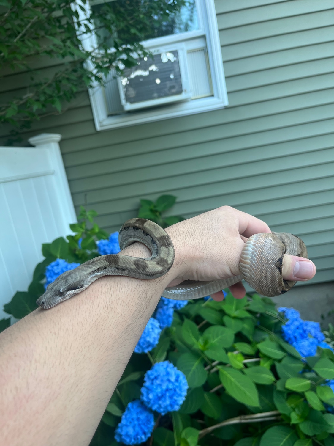 (Sale!) RTB Motley 100% Het Lipstick Red Dragon Boa Constrictor by ...