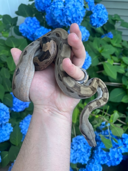 Motley 100% Het Red Dragon Lipstick Line Boa Constrictor by South Shore ...