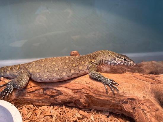 Captive Hatched Nile Monitor by Rhacaesthetics