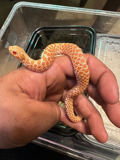 Red Albino Hognose Western Hognose by Thompson exotic