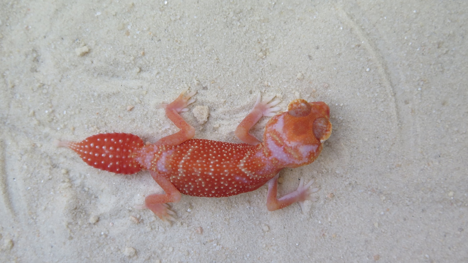 Albino Het Patternless Levis Pilbarensis Knob-Tailed Gecko by Justin ...