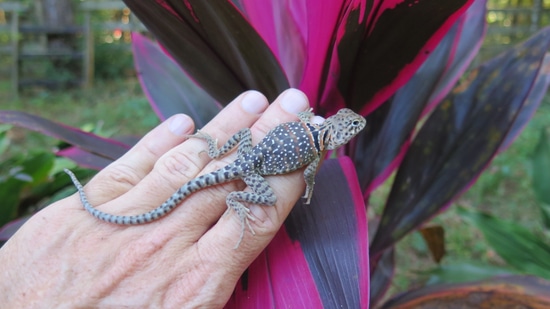 Blazing Blue Collared Lizard by Justin Meeker