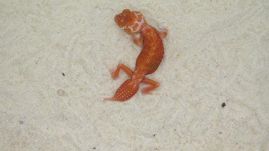 Albino Het Patternless Nephrurus Levis Pilbarensis Knob-Tailed Gecko by ...