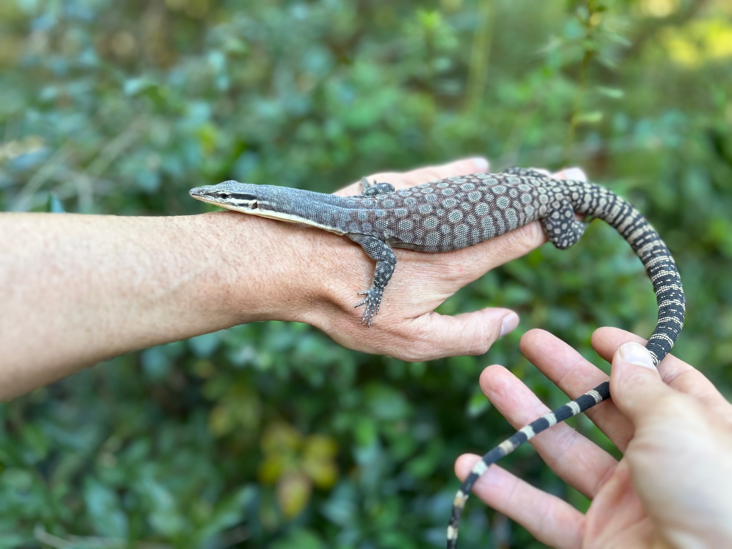 Proven Kimberley Rock Monitor Pair Other Monitor by Justin Meeker ...