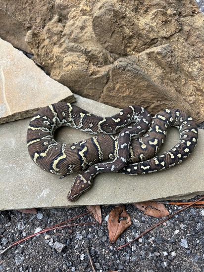 Angolan Python - Female by Justin Meeker