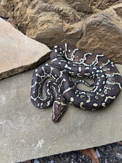 Angolan Python - Female by Justin Meeker